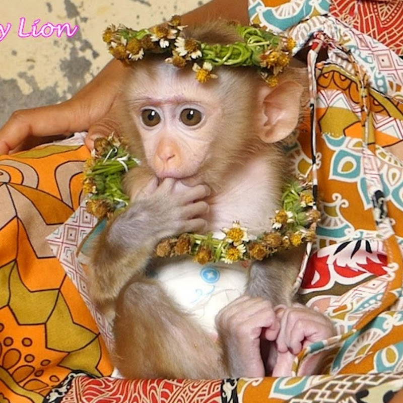 So Sweet Princes Maya Show Her New Dress, Baby Monkey Maya Go Out With ...