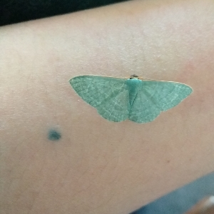 Samba the Lion| Animation Full Movie English - Bilibili