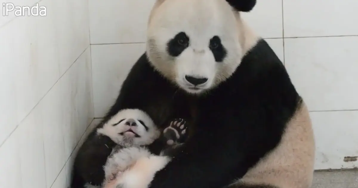 【Panda】Back Then, Cuddling Can Get You Honey, Apples, And Buns. Now ...