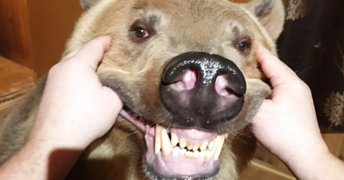 Damn Nature, You Scary! Crazy Funny Animal Encounters | FailArmy - Bilibili