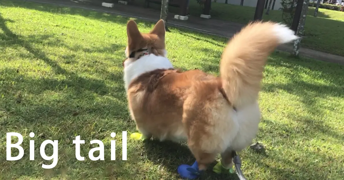 Munchkin Cat And Corgi