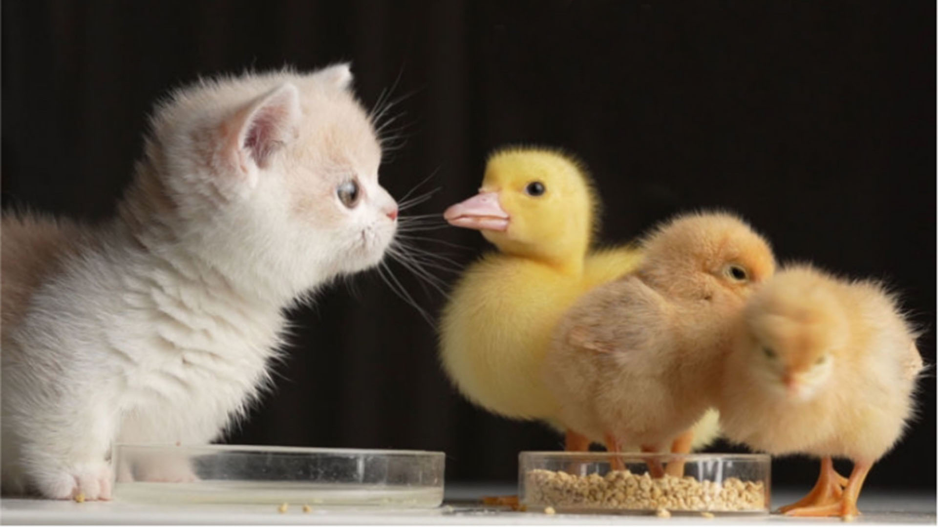 Baby Ducks And Kittens