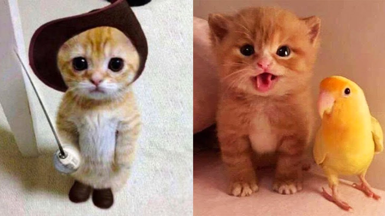 Cute Funny Animals Cat Cats | Bored Panda