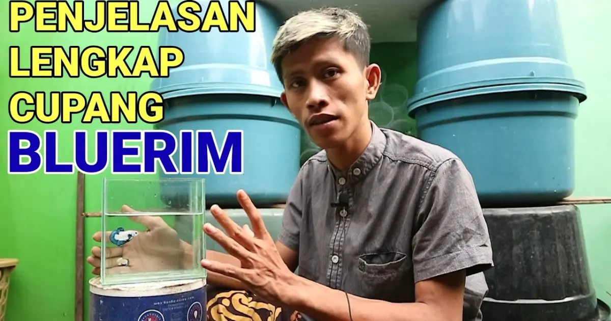 REVEIW BLUERIM ORI THAILAND - Nuzaik Betta Genetict - Bilibili