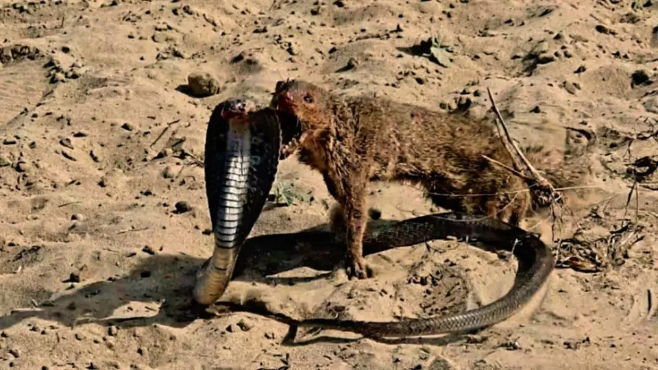Mongoose Eating A Snake
