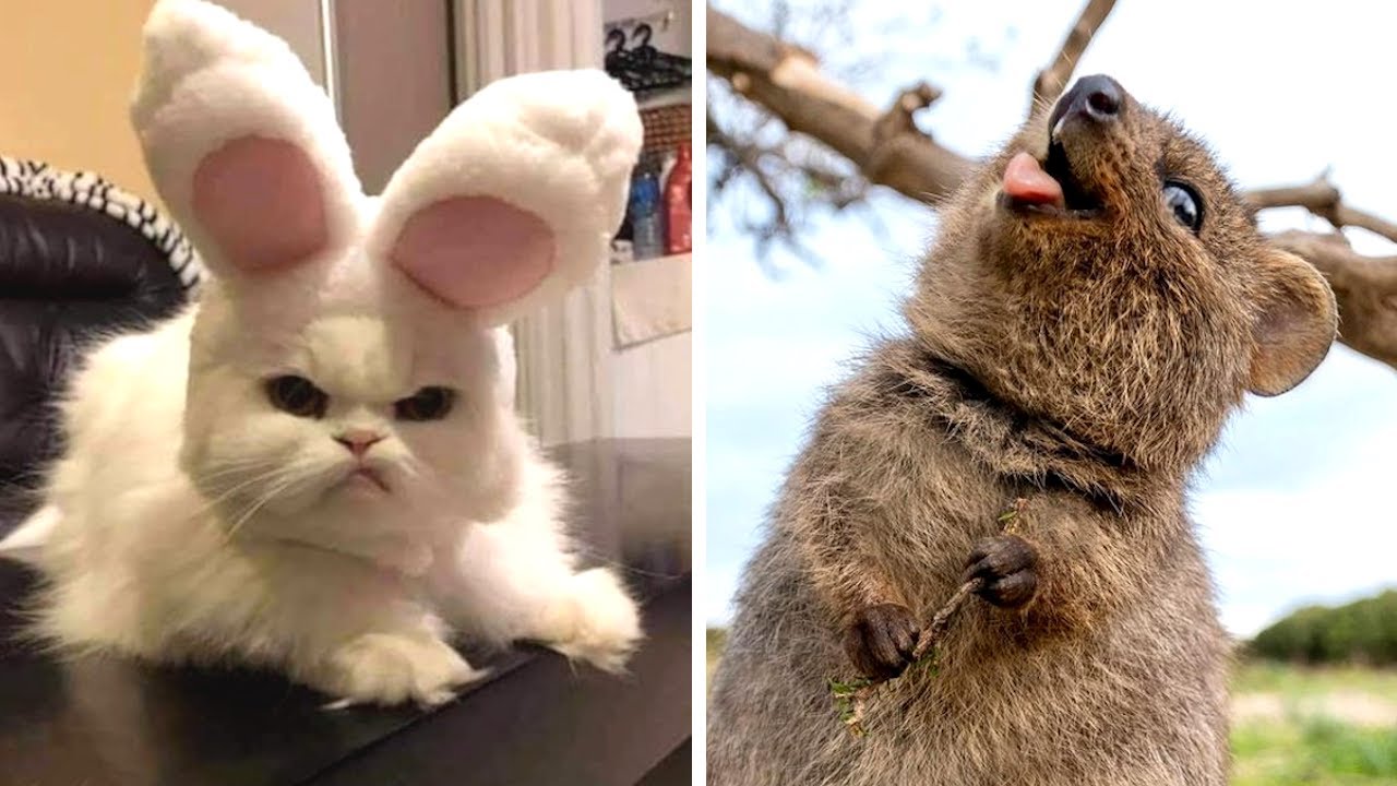 Funny Cheerleader Animals Love Of Animals Moments That Will Cheer You