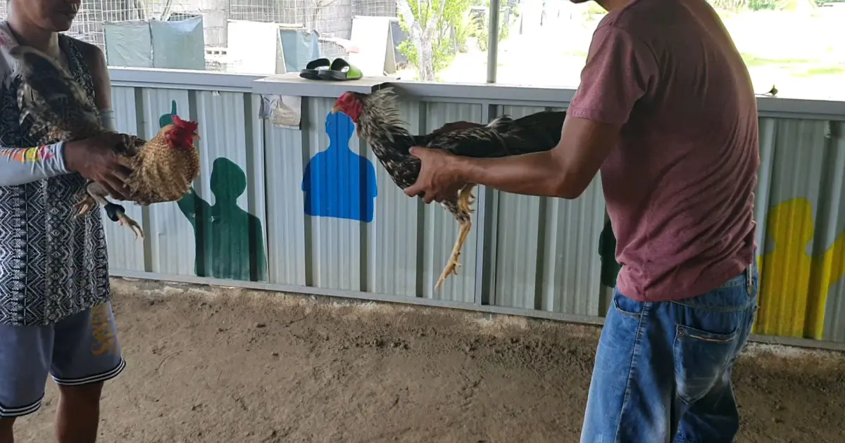 Wild foot bulik VS 4x winner Super inday line - Bilibili