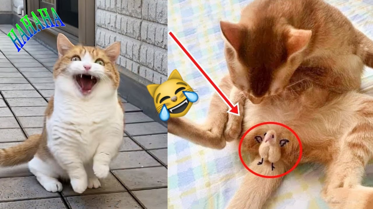 25 Meme Kucing Yang Imut Ngegemesin Dan Bikin Ketawa Meme Kucing