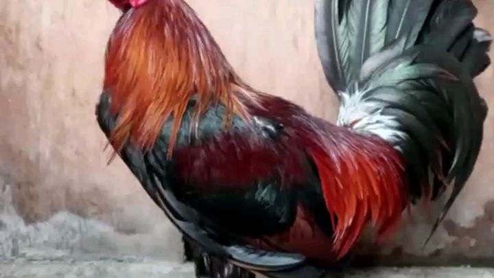 Gilmore Hatch Gamefowl