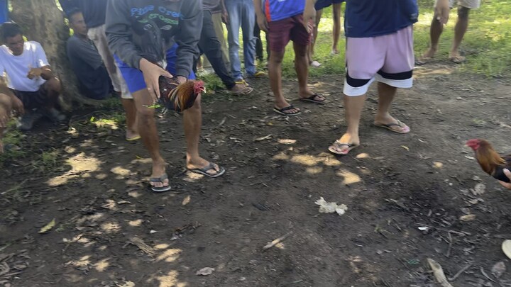 SuarezBreederFarm's space - BiliBili