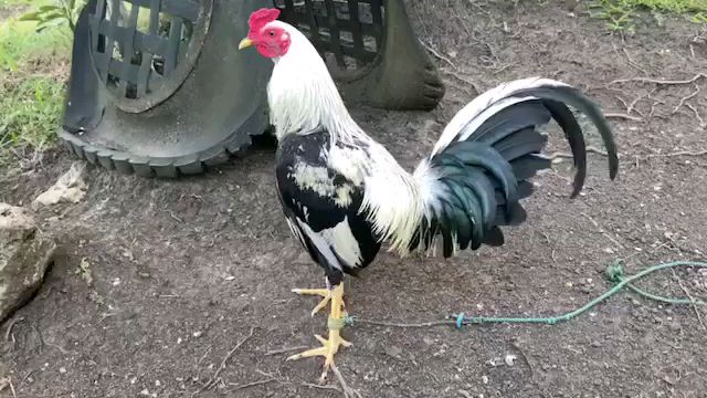 Joe Goode Grey Gamefowl
