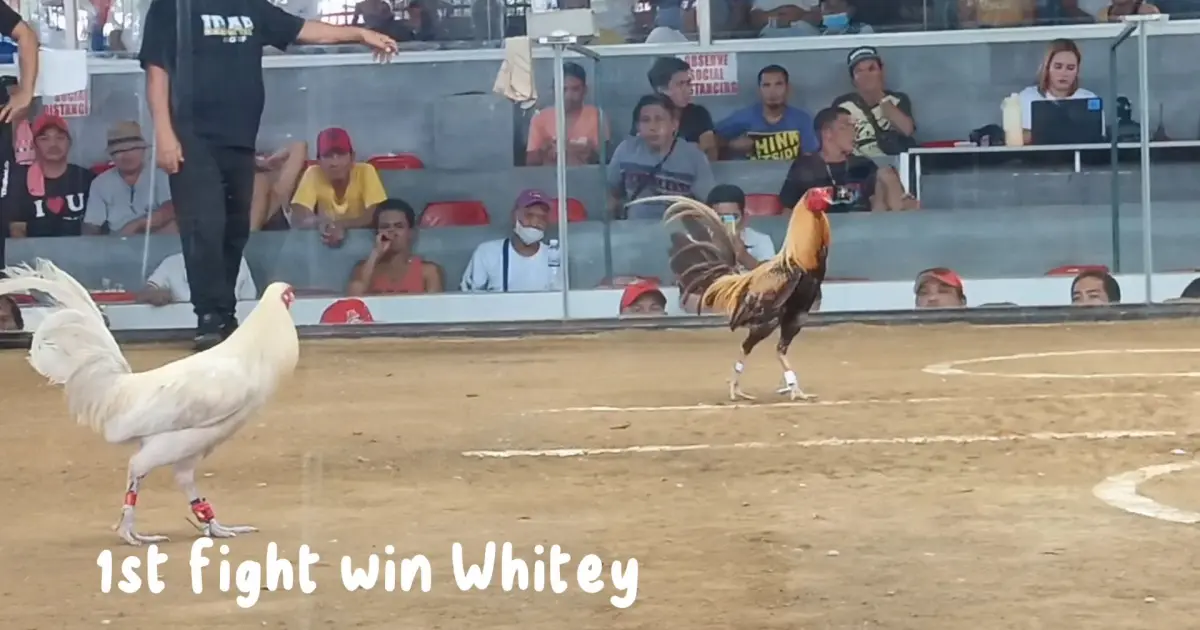 2cock ulutan @Drt Biñan Laguna - Bilibili