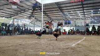 bulik vs talisay - BiliBili