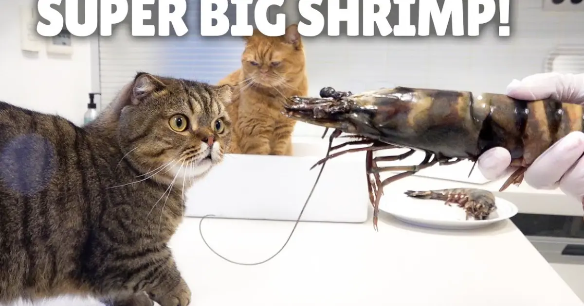[Kittisaurus] The Cats Are Crazy For Black Tiger Prawns - Bilibili