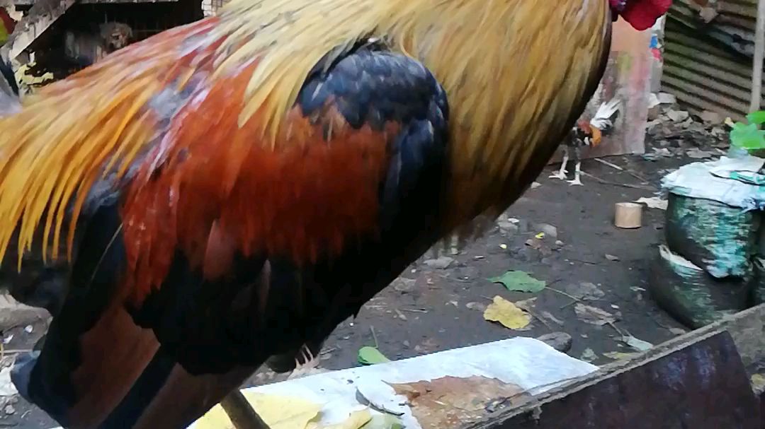 Manok Panabong Lemon