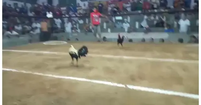 My first experience in sabong udc daet 2 cock ulutan 4th champion w ...