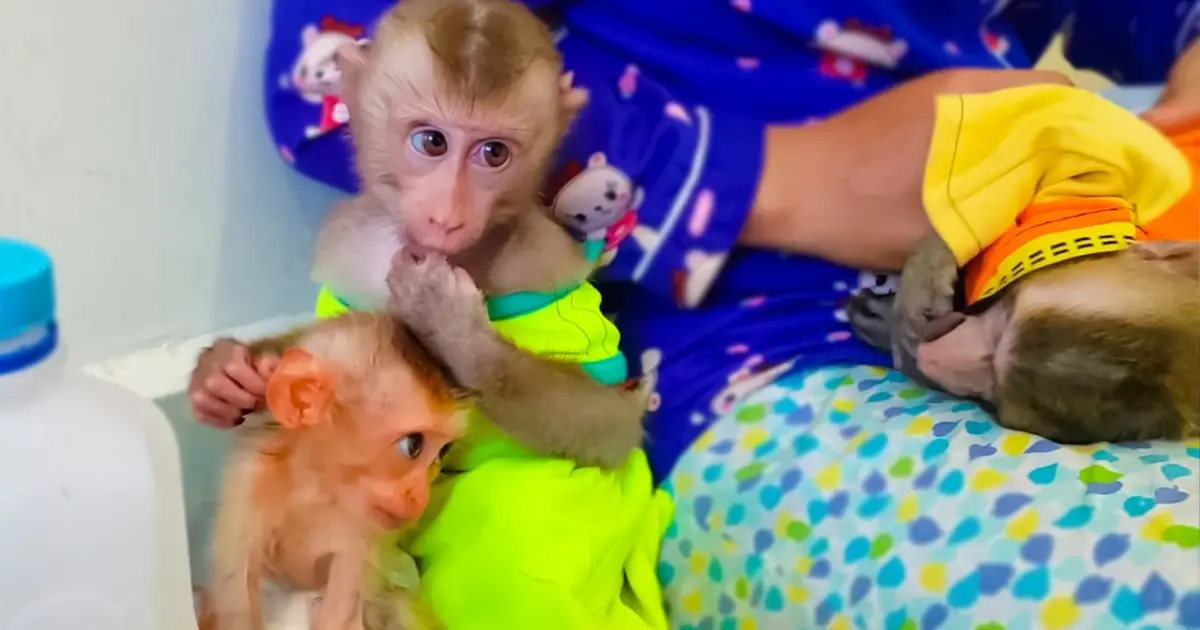 Monkey Yaya Loves Brother Luxy, Sit Tightly Nearby Take Care Luxy So ...