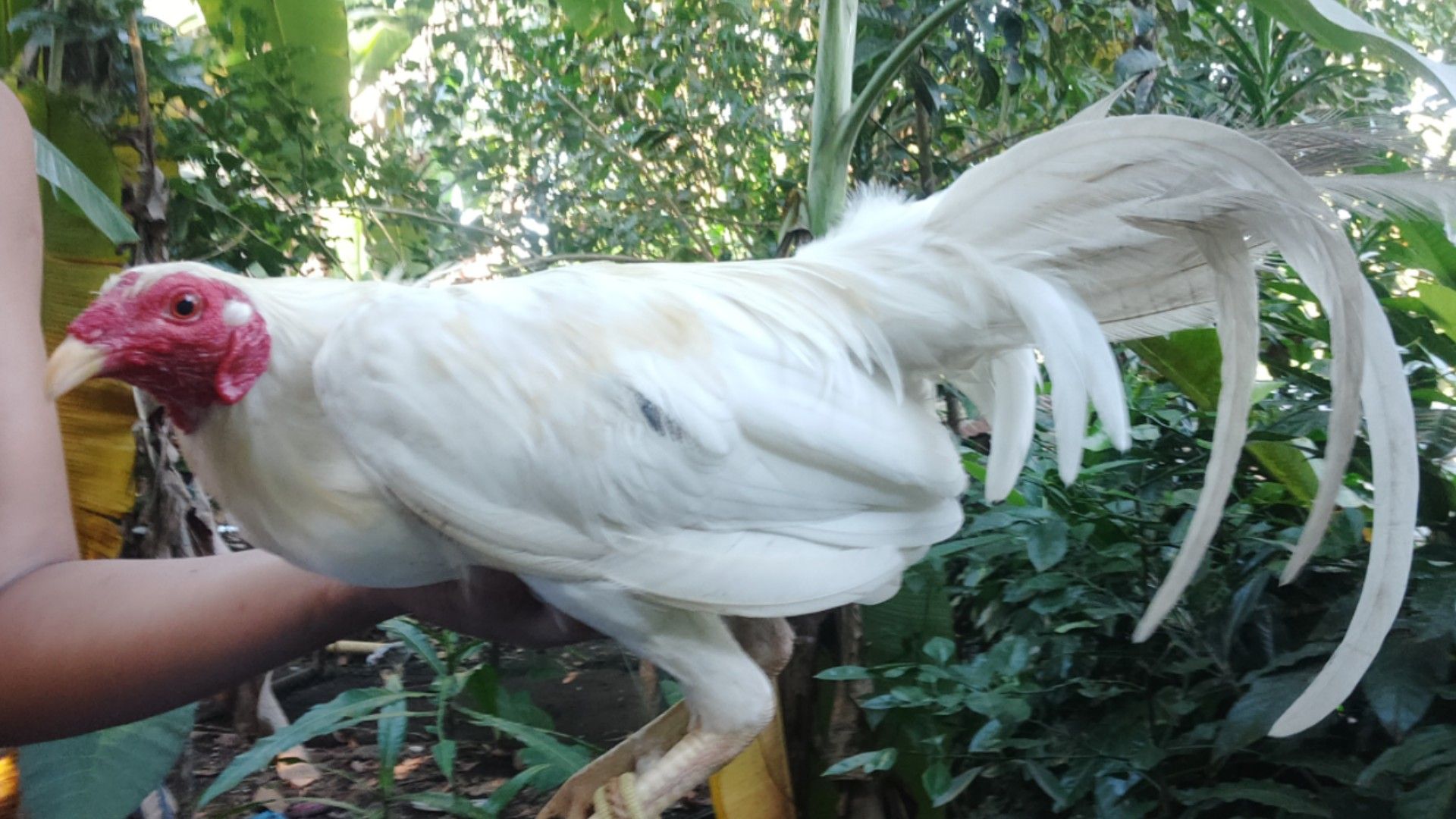 White Butcher Gamefowl