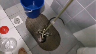 Undisciplined Monkey macaque Tree Rat. #treerat #pigtail #KarenMafia # ...