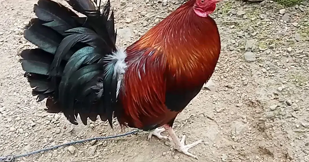Blueface Rooster