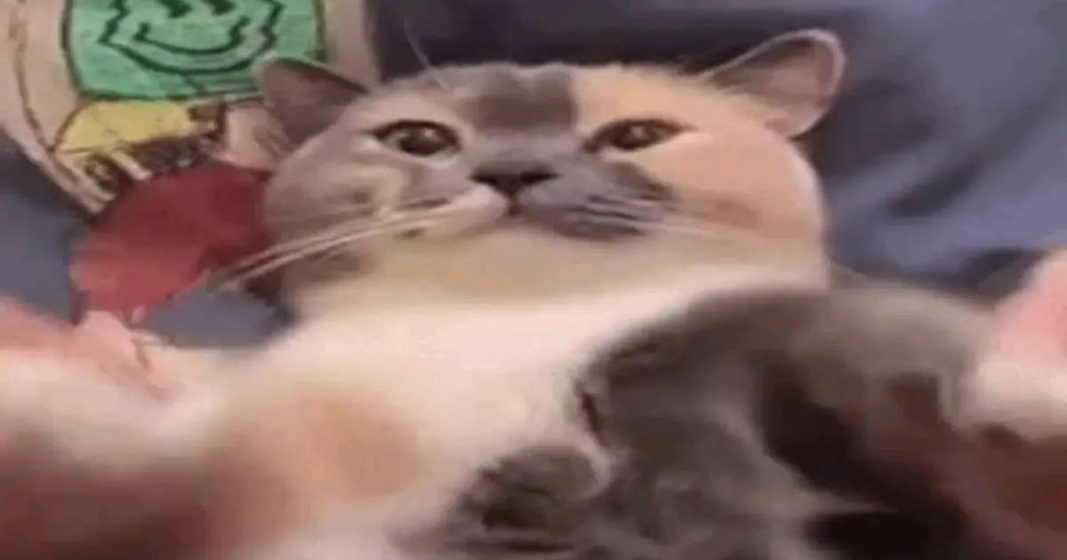 Cat silly memes - Bilibili