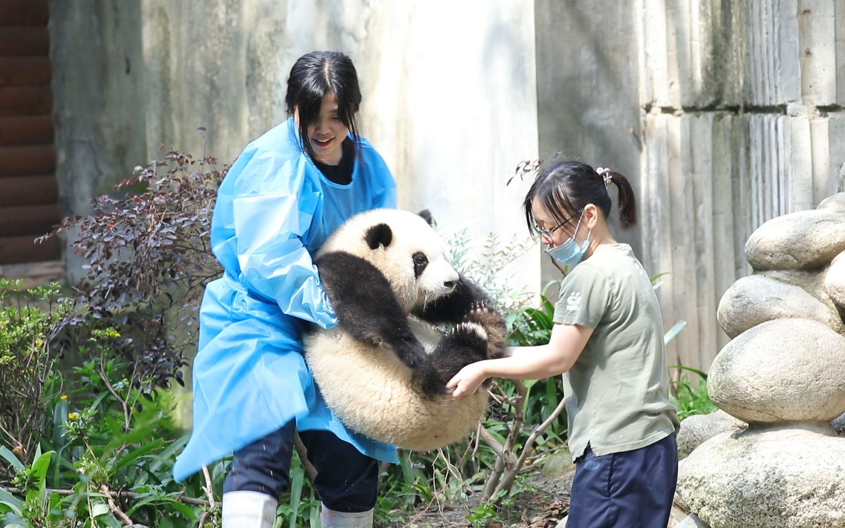 Pandas Hugging People
