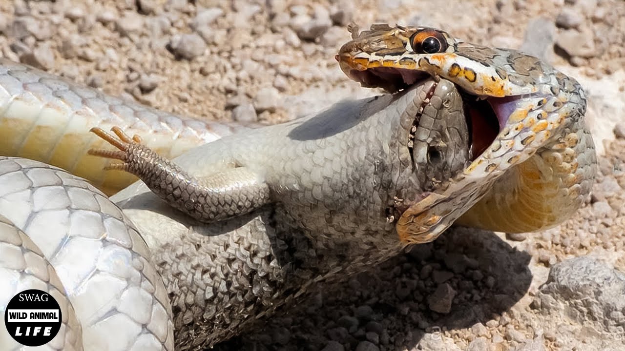 King Cobra Eating Crocodile