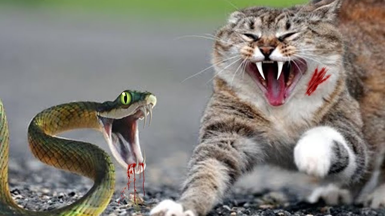 Cat Vs Snake Game
