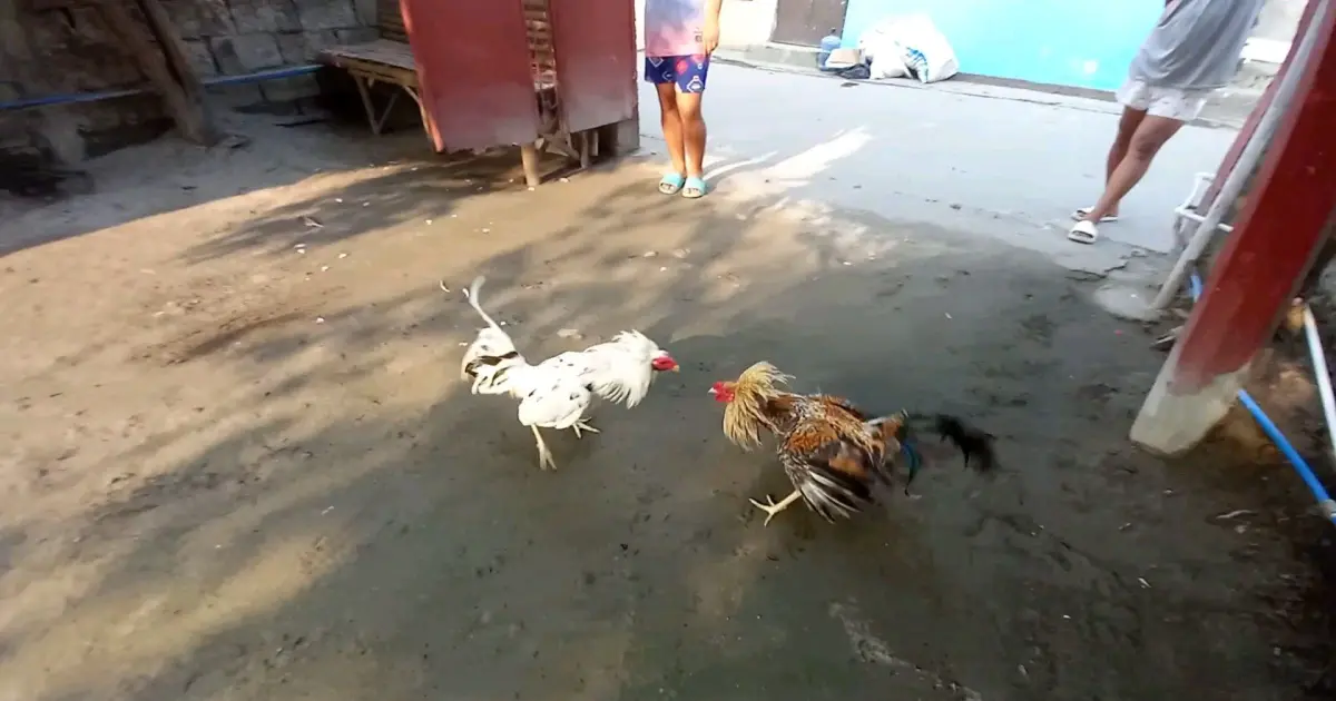 SPARRING DAY: SUPER BULIK vs YLH WHITE CLARET MAY 14, 2023. - Bilibili