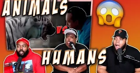 ANIMALS VS HUMANS COMPILATION!!! (REACTION) - Bilibili
