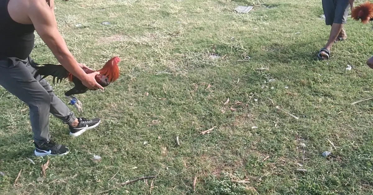 bardagol.. Ang pag hahanda para sa nalalapit na laban - Bilibili