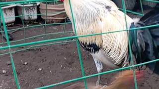 Kanawayon x Melsims hatch - BiliBili