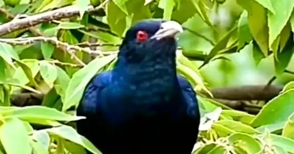 burung tuwu - Bilibili